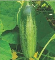 Syngenta Simran Cucumber Commercial Agriculture Seeds | buy ...